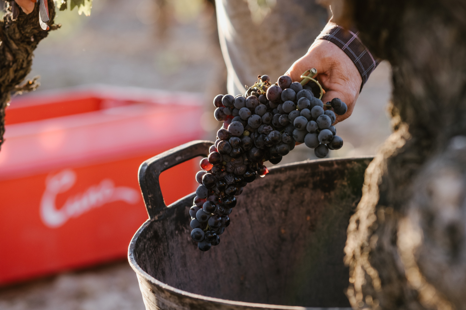 The Grapevine - Winemaker's Dinner with Cune - Tollbua